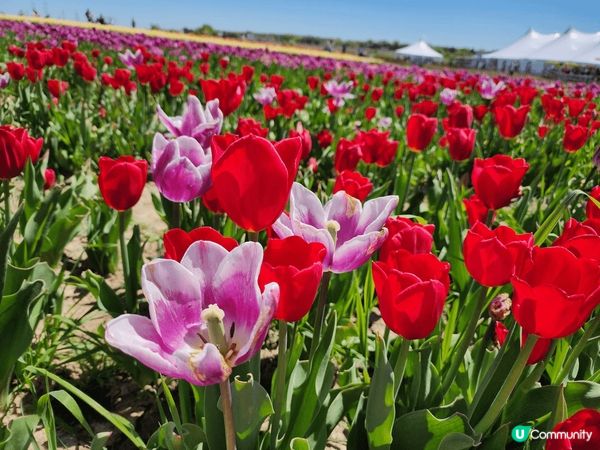 位於TASC Tulip Pick Farm | U Lifestyle - 香港優惠及生活資訊平台