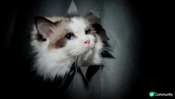 IG:cat.nala.simba | U Lifestyle - 香港優惠及生活資訊平台