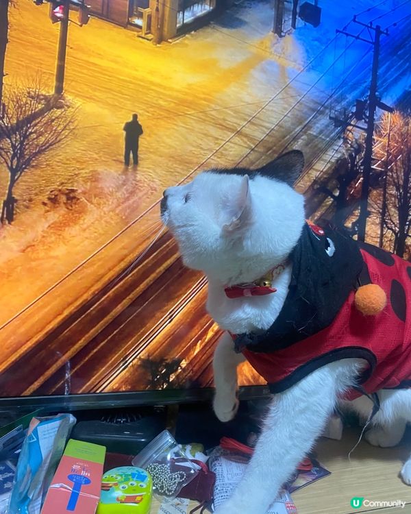 立即去北海道亦得，得左！ | U Community 社群平台