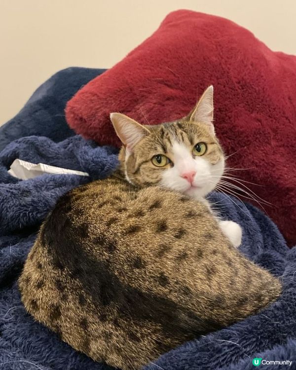 C for cat | U Lifestyle - 香港優惠及生活資訊平台