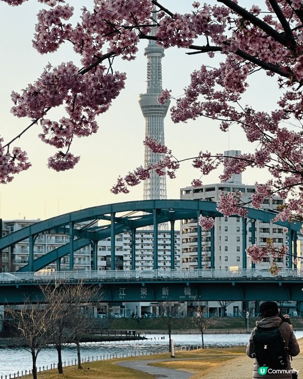 日本賞櫻花 | U Community 社群平台