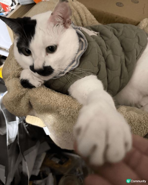 此鬍子奶牛貓叫基仔，識俾手仔，但每次個樣好不耐煩，有時會Co... | U Community 社群平台