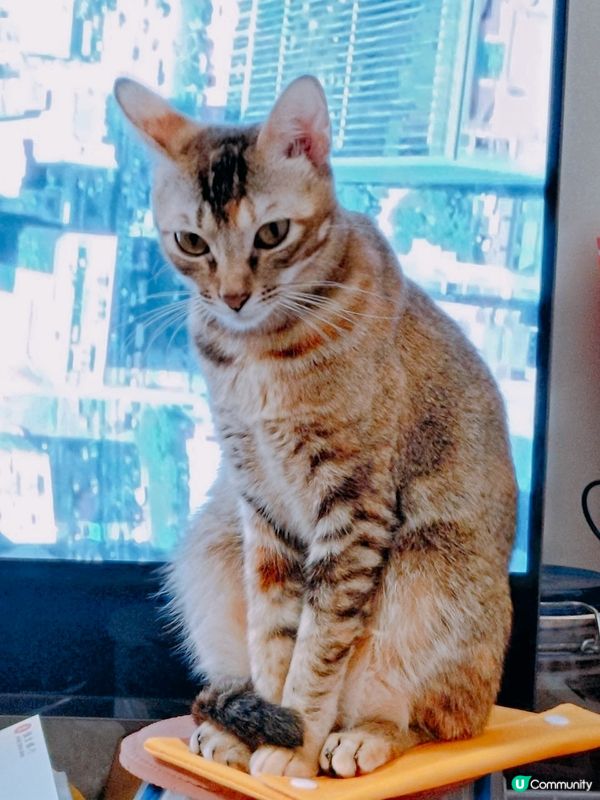 電視機前嘅站長😂望住我哋做咩呀🤣我都幫你唔到㗎，怕怕🤣 | U Lifestyle - 香港優惠及生活資訊平台